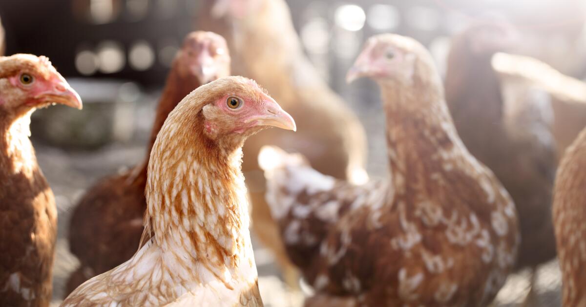 Alektorophobia (Fear of Chickens): Causes, Symptoms & Treatments