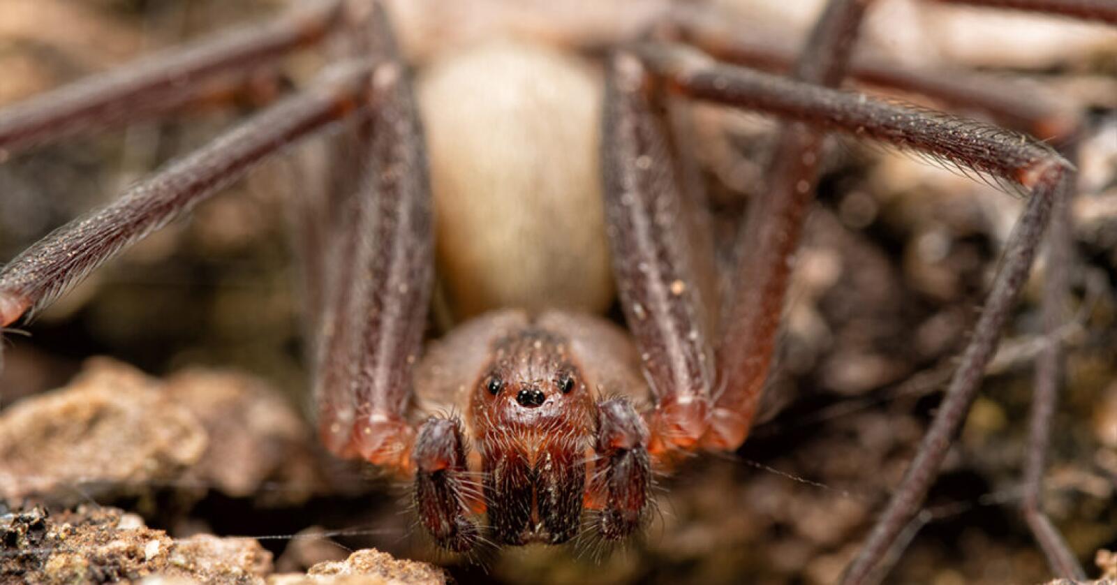 Brown Recluse Spider Bite Pictures Symptoms Care And More