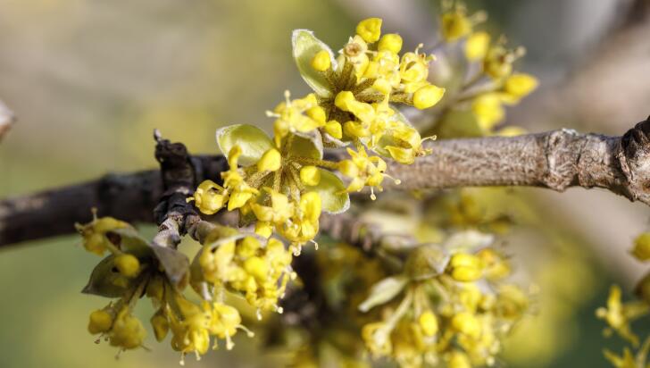 witch hazel plant uses