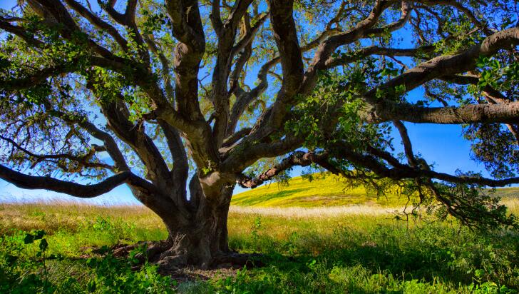 Allergy Index Map (by State)