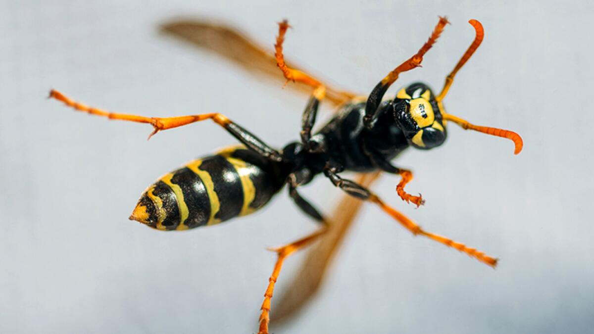 wasp sting swelling normal