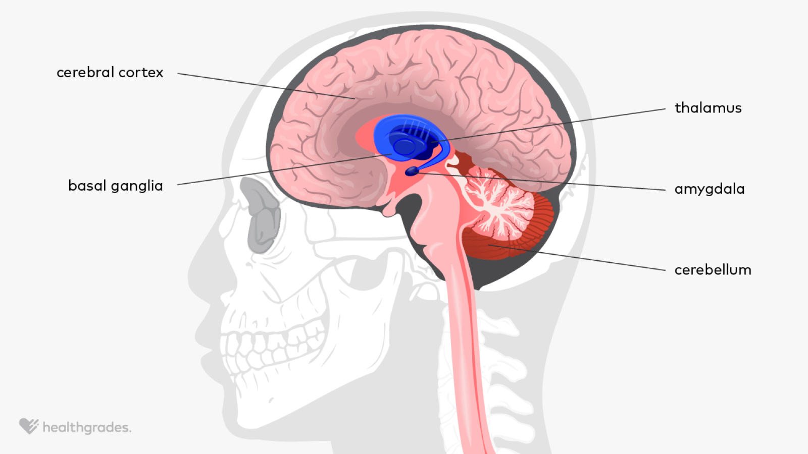 Basal Ganglia Stroke Types Symptoms Causes Treatments Basal Ganglia Stroke Types Symptoms Causes Treatments