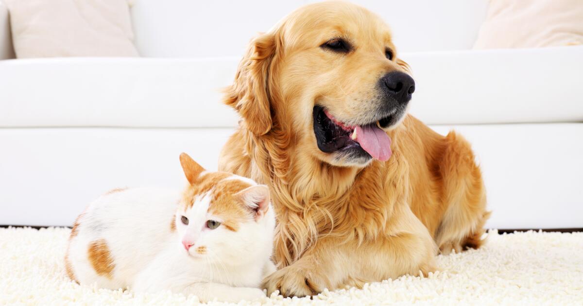 Why Pets Are Good for Your Heart