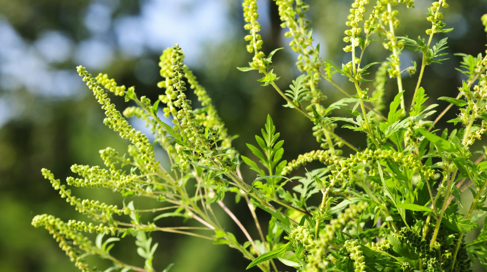 8 Triggers of Spring Allergy Symptoms | Spring Allergies Remedies