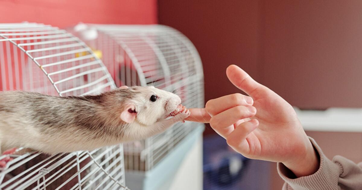 Rat Bites: Rat Bite Fever and More