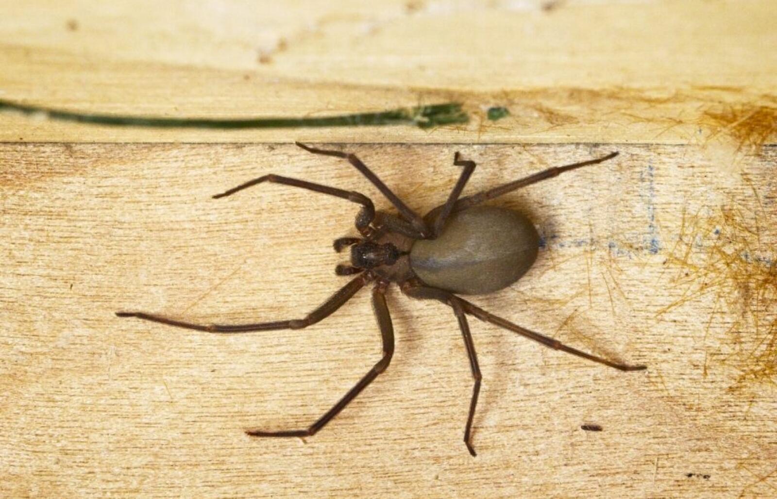 Brown Recluse Spider Bite: Pictures, Symptoms, Care, and More