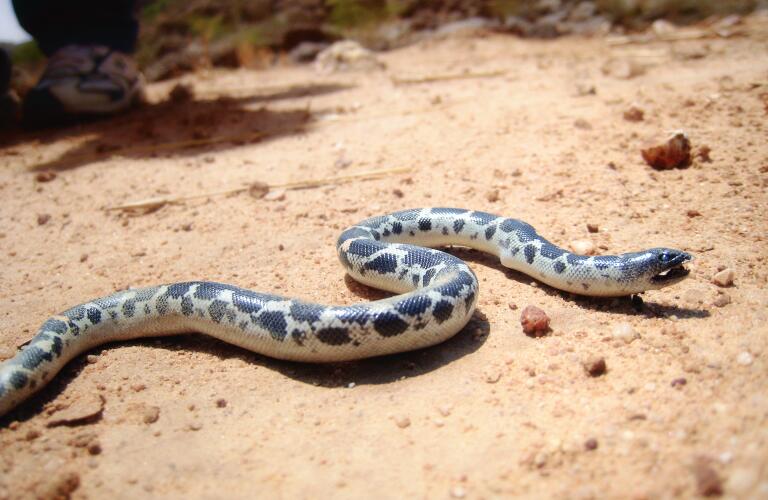 do black lizards bite