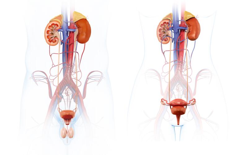 urinary bladder function